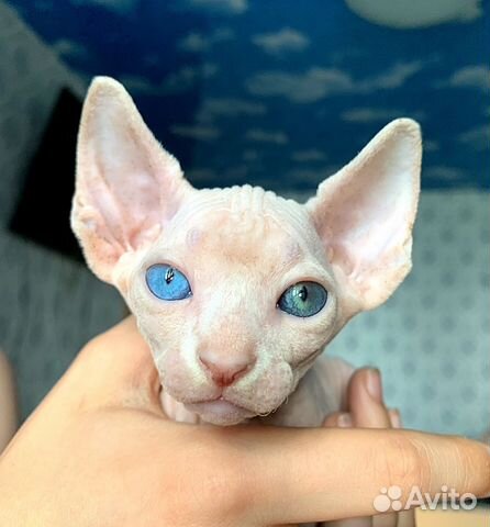 Разноглазый котик Канадский сфинкс