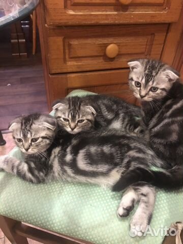 Котята Скоттиш-фолд