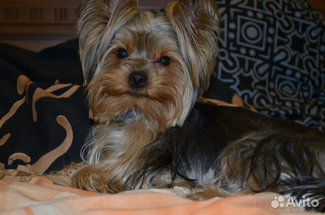 Йоркширский терьер случка