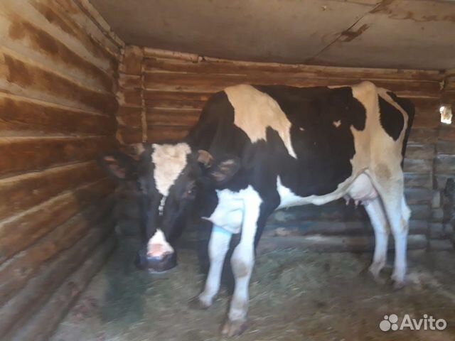 Продам первотёлку