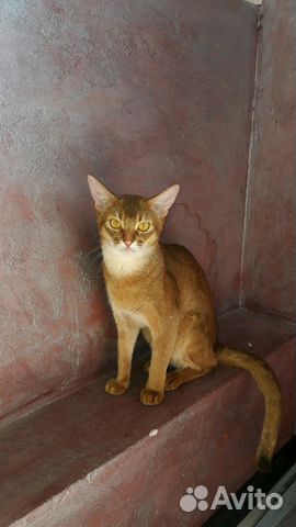 Породистый Абиссинский кот на вязку