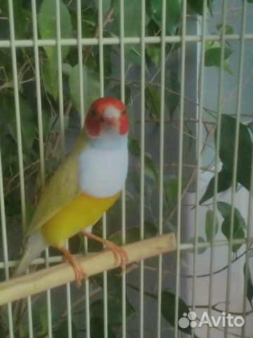 Амадин Гульда