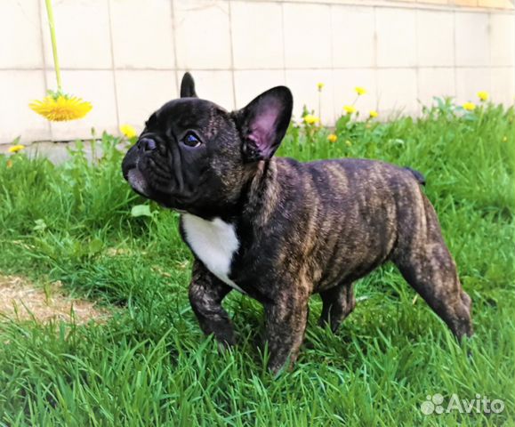 Щенок французского бульдога