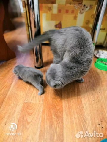 Продам котёнка