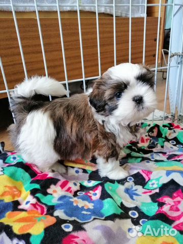 Маленькое Очарование