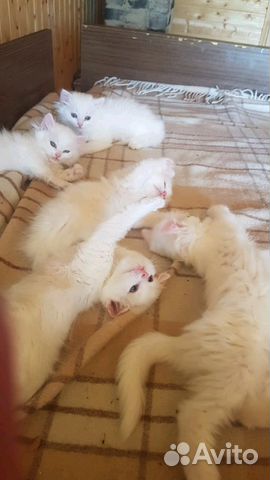 Белые голубоглазые котята