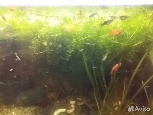 Рыбки для акквариума