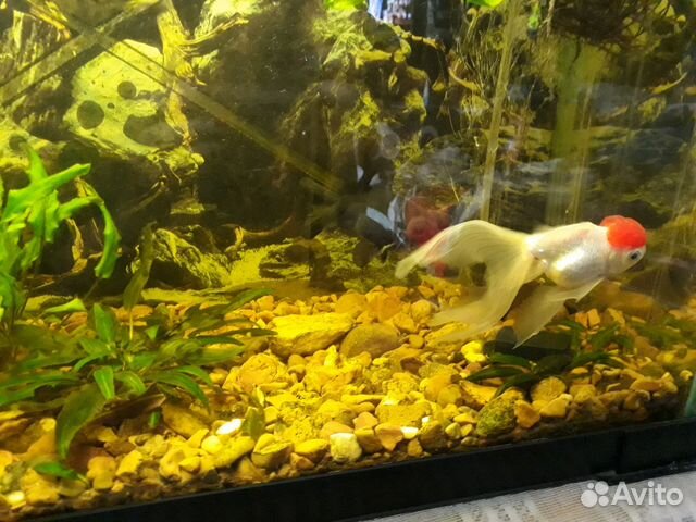 Аквариумные рыбки