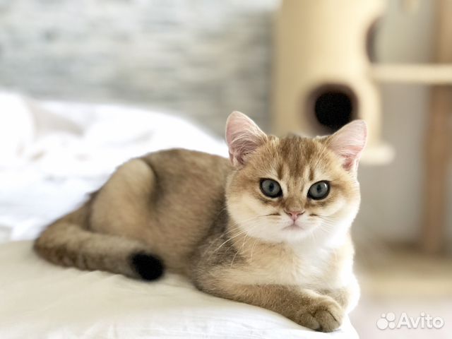Британские котята редкого золотого окраса