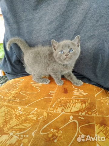 Плюшевая красотка