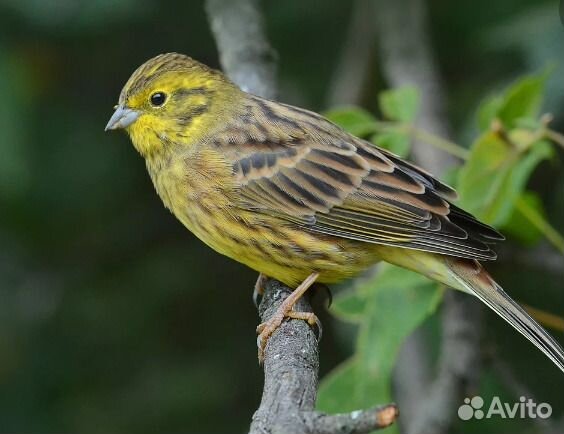 Овсянка обыкновенная