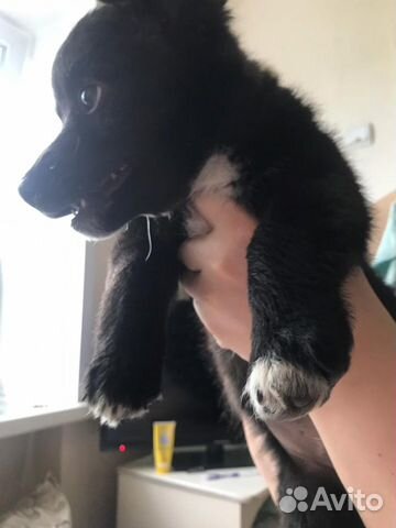 Щенок кавказца или московской сторожевой