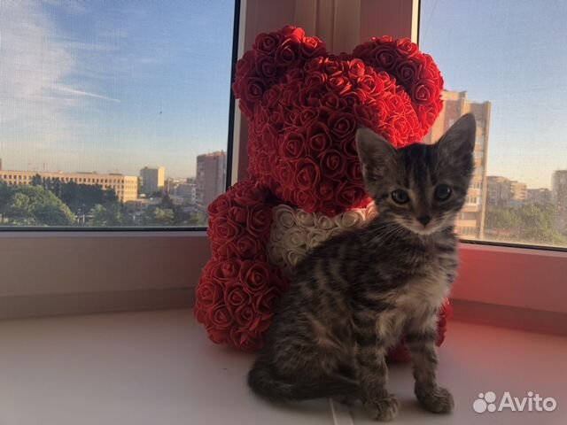 Ищем добрые руки