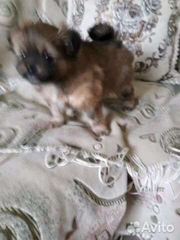 Щенок смесь померанский шпиц и джэк рассэл