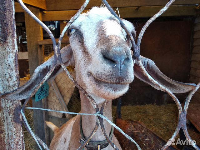 Козы нубийки