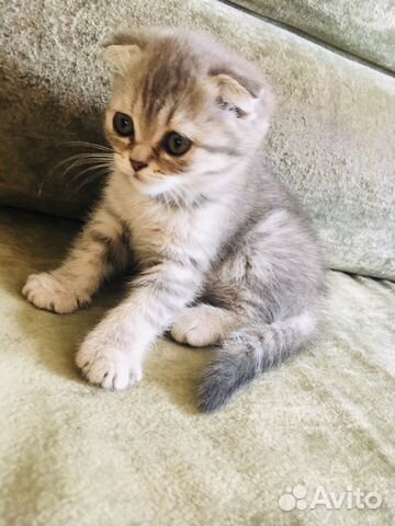 Котята британские