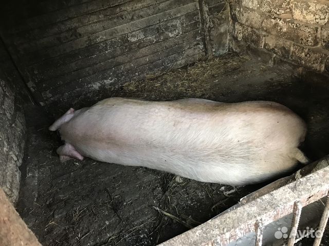 Продам свиноматку