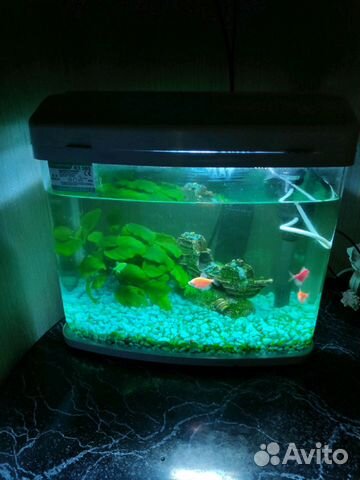 Аквариум с рыбками