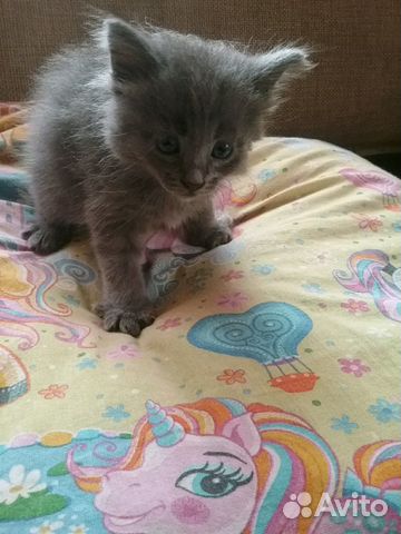 Котенок дымчатый серый