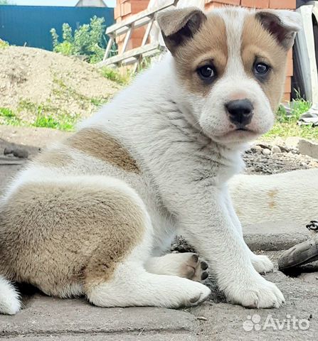 Щенки