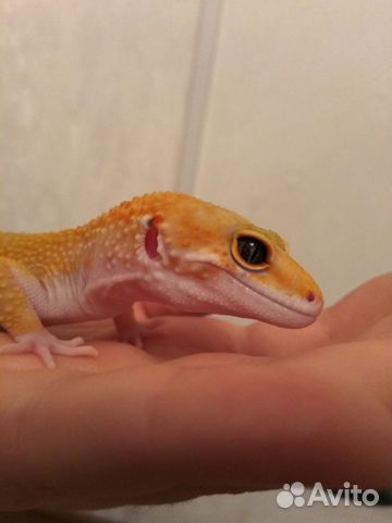 Эублефар-случка