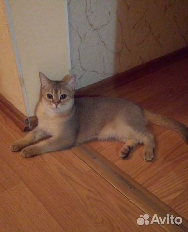 Золотая шиншилла