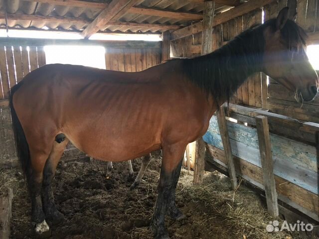 Кобыла с жеребёнком