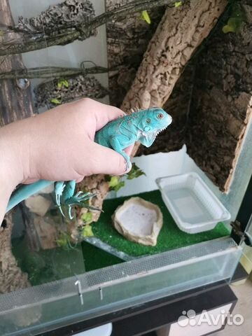 Голубая игуана