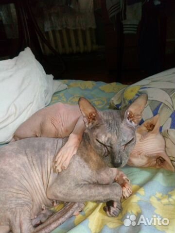 Продам Сфинкс