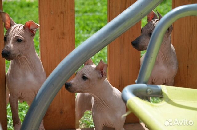 Мальчишки и девочка