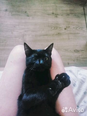 Бесенок в добрые руки