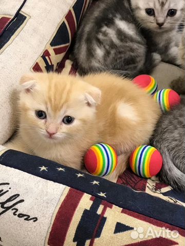 Шотландские котята