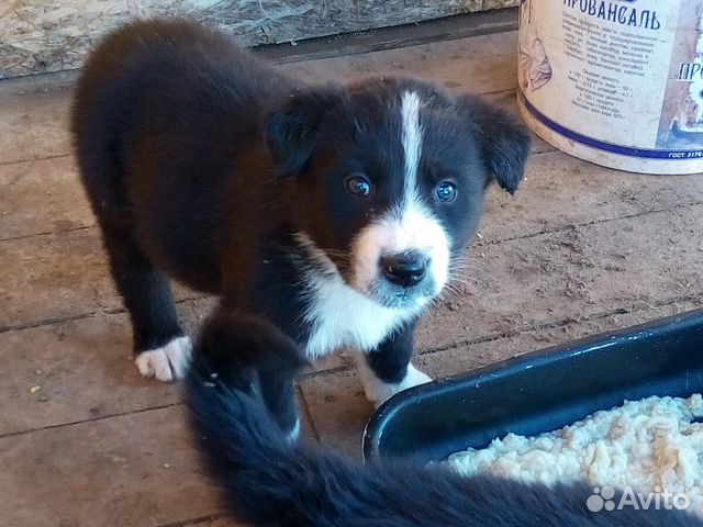 Подарю щенят