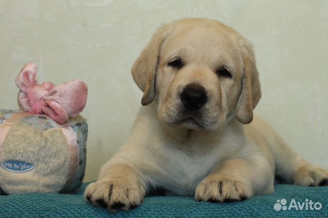 Щенок для души