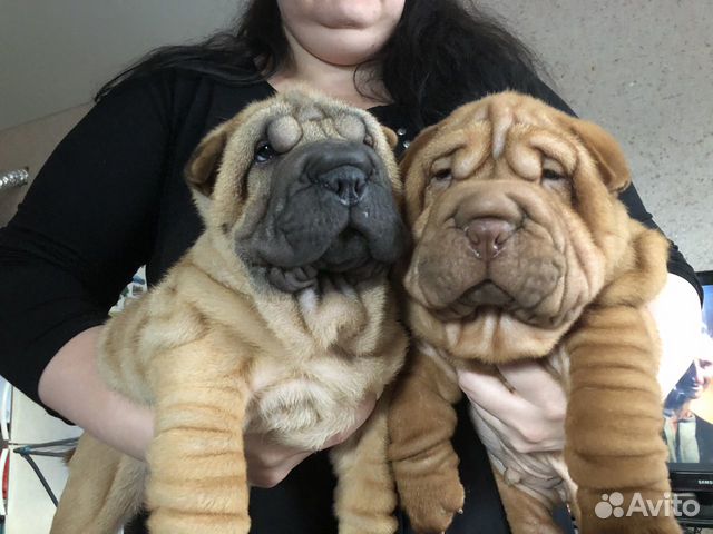 Шикарные шарпейчики