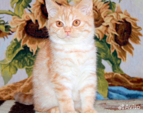 Отдам в дар молодую шотландскую кошку