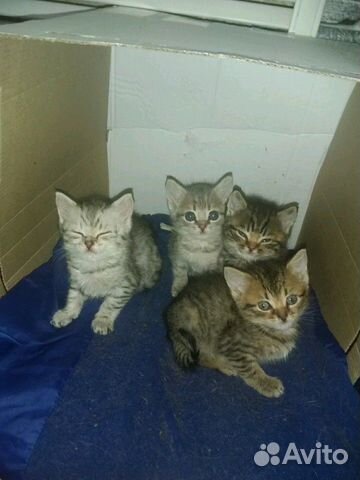 Котята в добрые руки