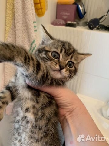 Продам котят шотландцев