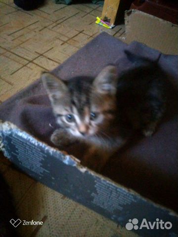 Котенок девочка