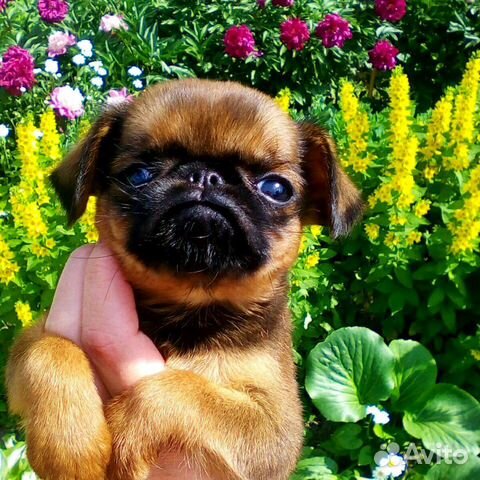 Щенки пти-брабансон