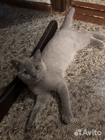 Британская кошечка