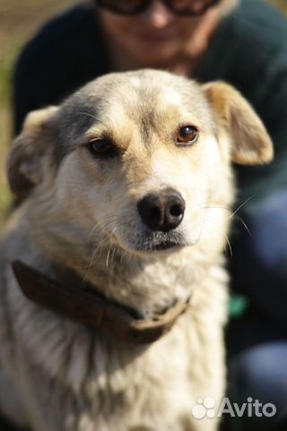 Умка в хорошие руки