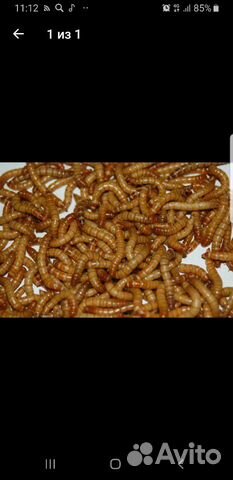 Для корма Мраморный тараканы и мучные черви