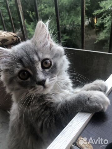 Отдам в хорошие руки