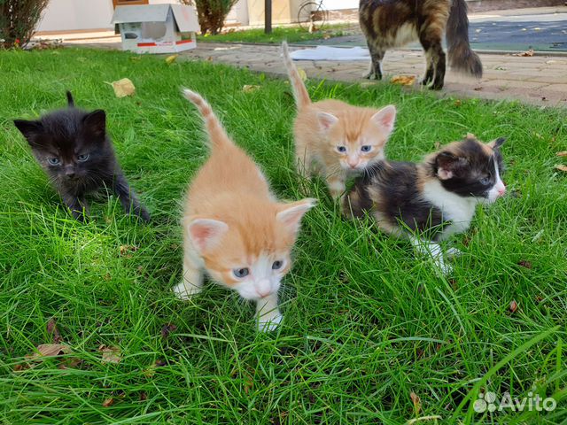 Милые котята в хорошие руки