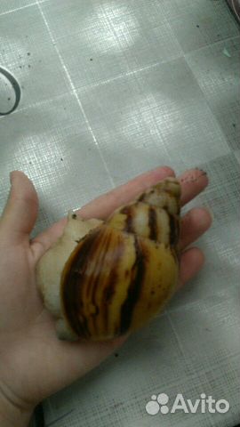 Улитка архахатина