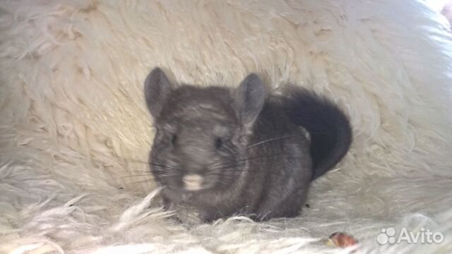 Шиншиллята нкпа нф и бриллиант