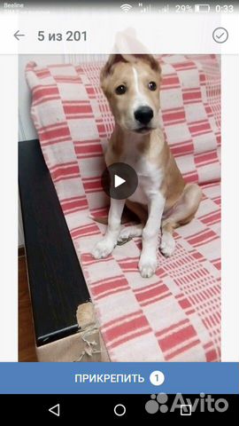 Отдам щенка,возраст 3-4 месяца,помесь со стаффордш