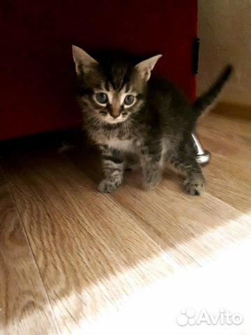 Котята