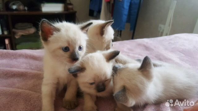 Тайские котята